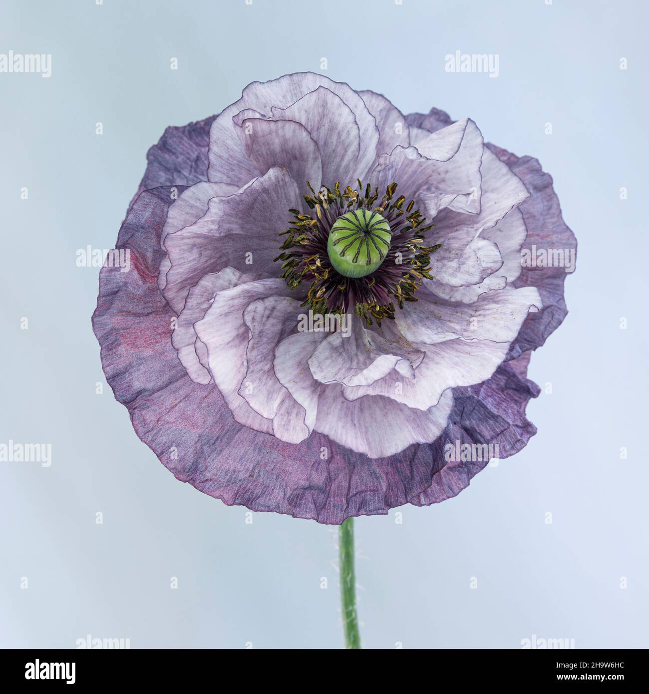 Amazing Grey poppy Stock Photo - Alamy