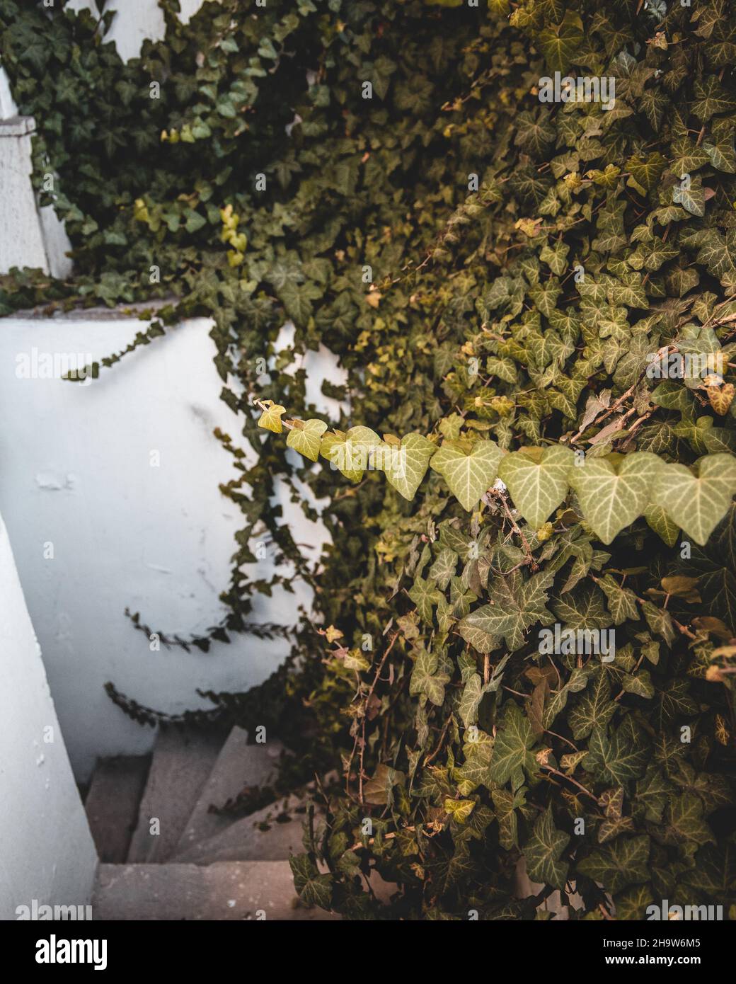 Vertical shot of green leaves ivy climbing vine plant, a hanging branch ...