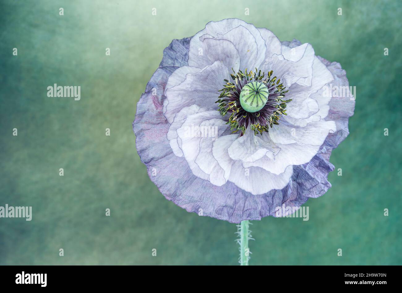 Amazing Grey poppy Stock Photo - Alamy