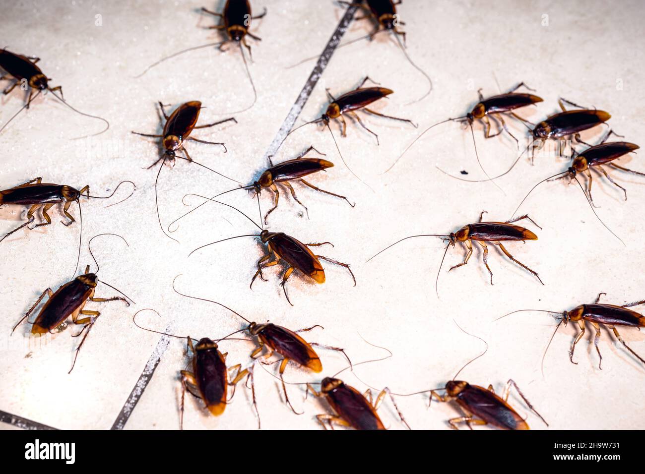 A Picture Of Cockroach Attack