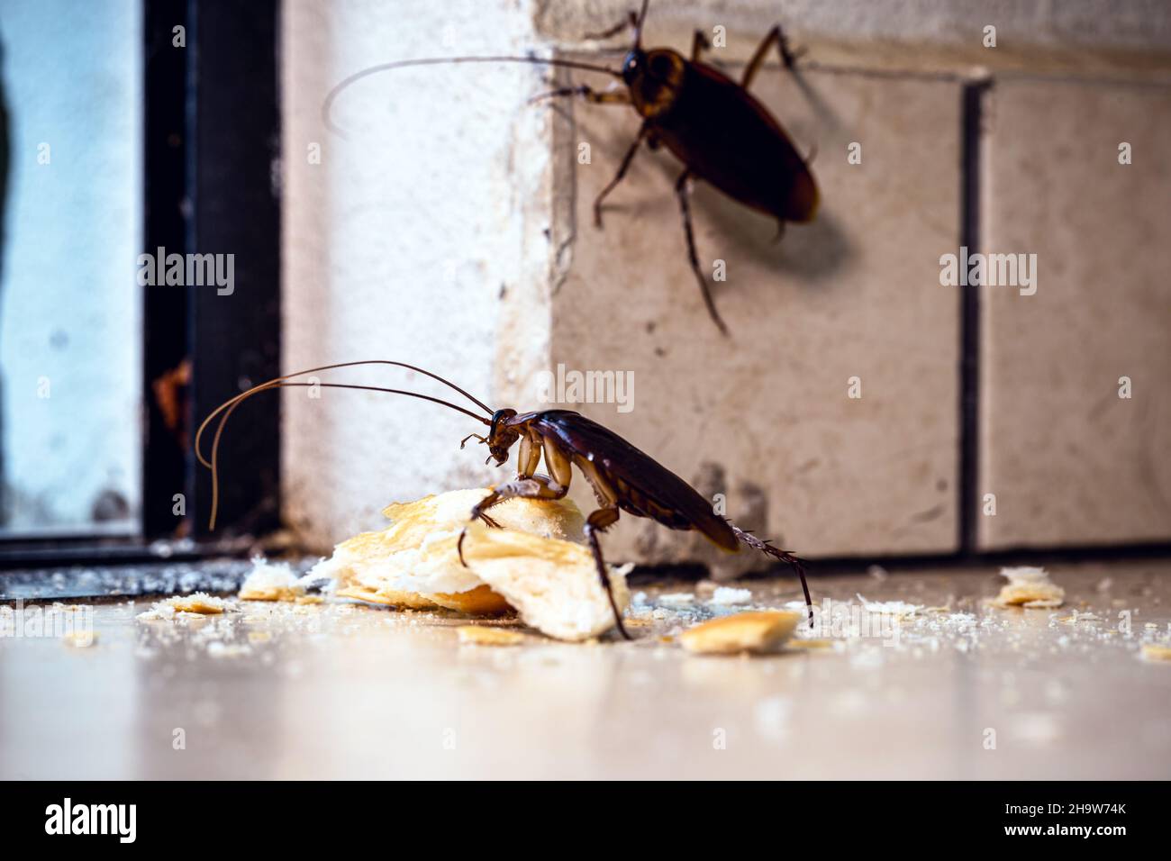 many cockroaches coming through the door, inside the apartment. Control ...