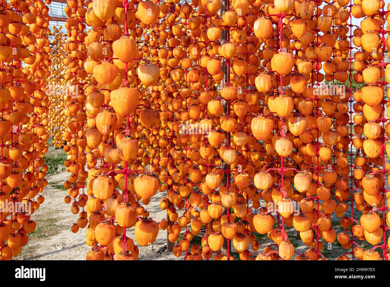 Persimmons or Kaki fruits peeled and hung on a string to dry. Diospyros ...
