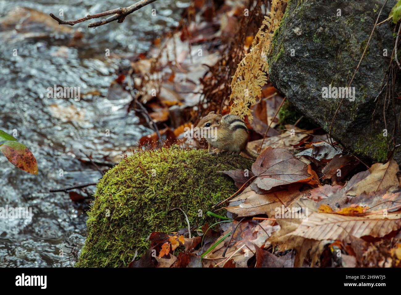 Beautiful chipmunk sitting on a rock in a forest during fall Stock ...