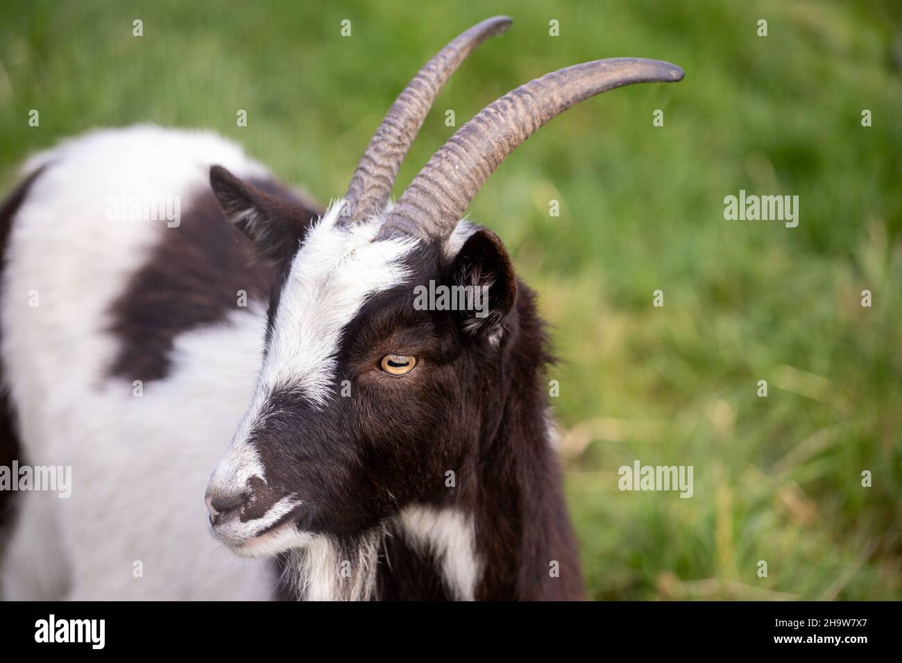 The domestic goat or simply goat (Capra hircus Stock Photo - Alamy