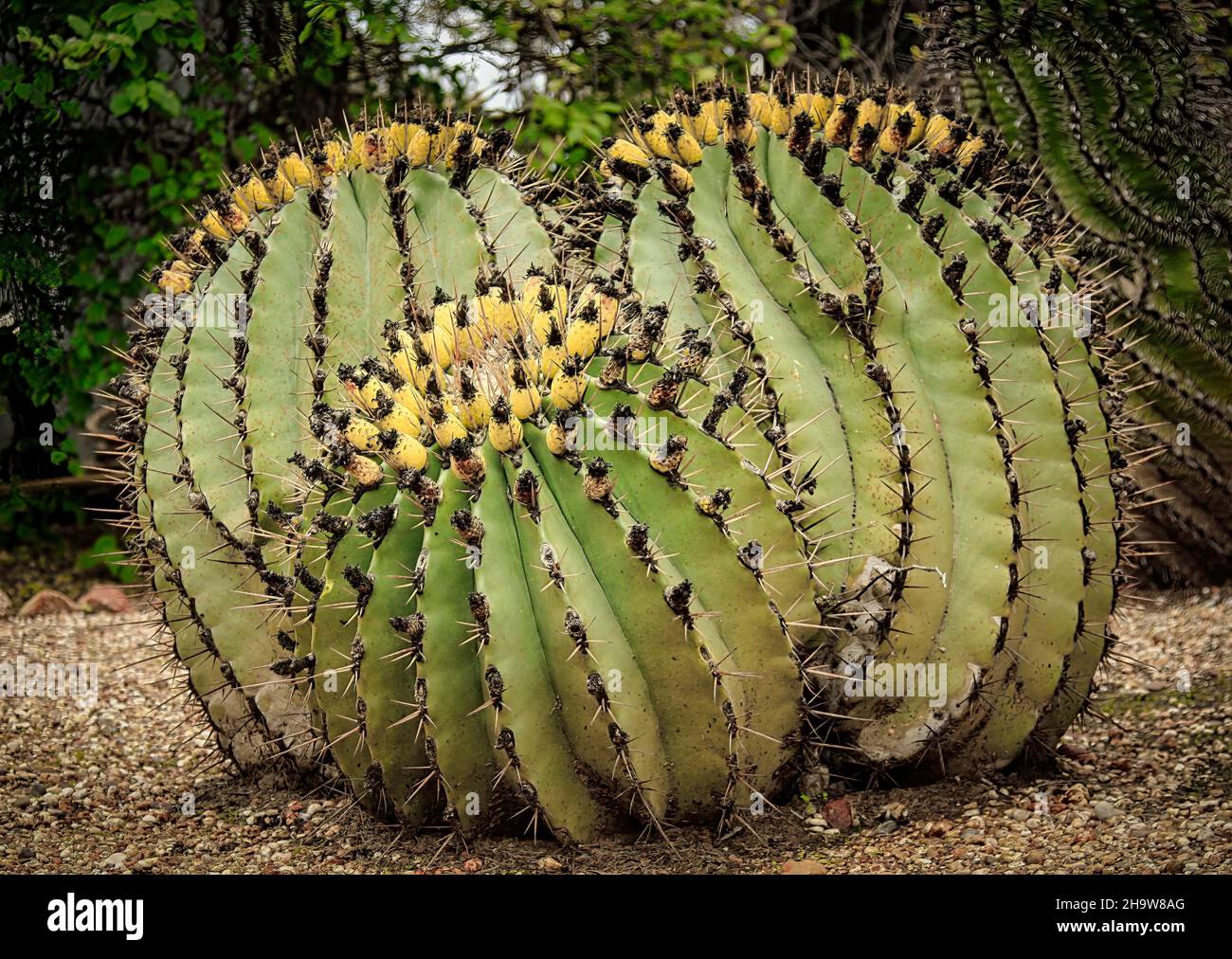 three large green cactus plants growing in the garden Stock Photo - Alamy