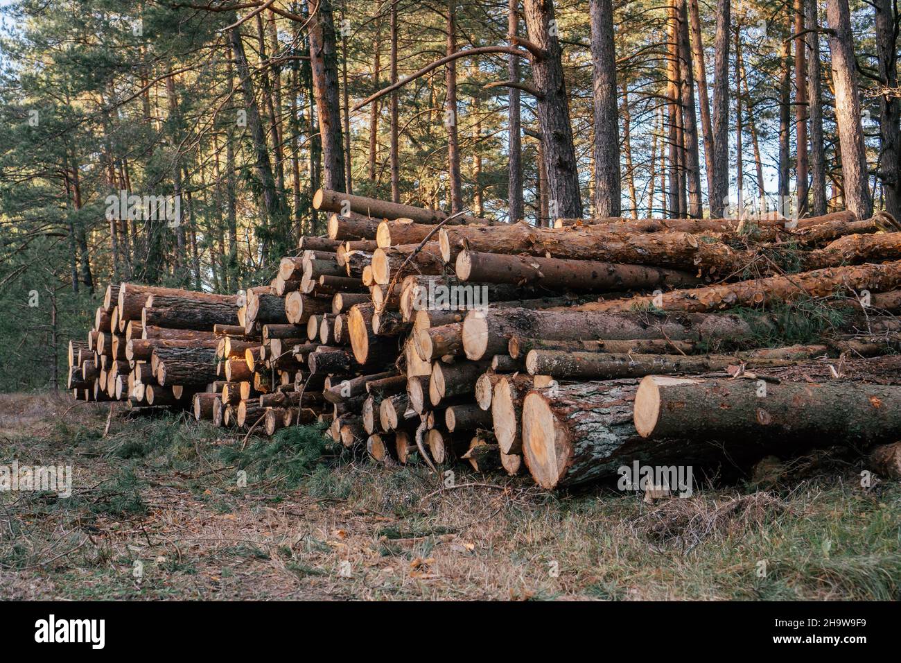 Sawed pine trees, stacked in stacks against background of forest ...