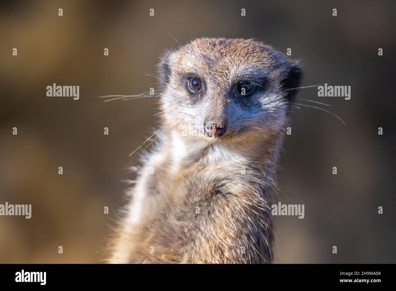 Detailed view of cute meerkat Stock Photo - Alamy