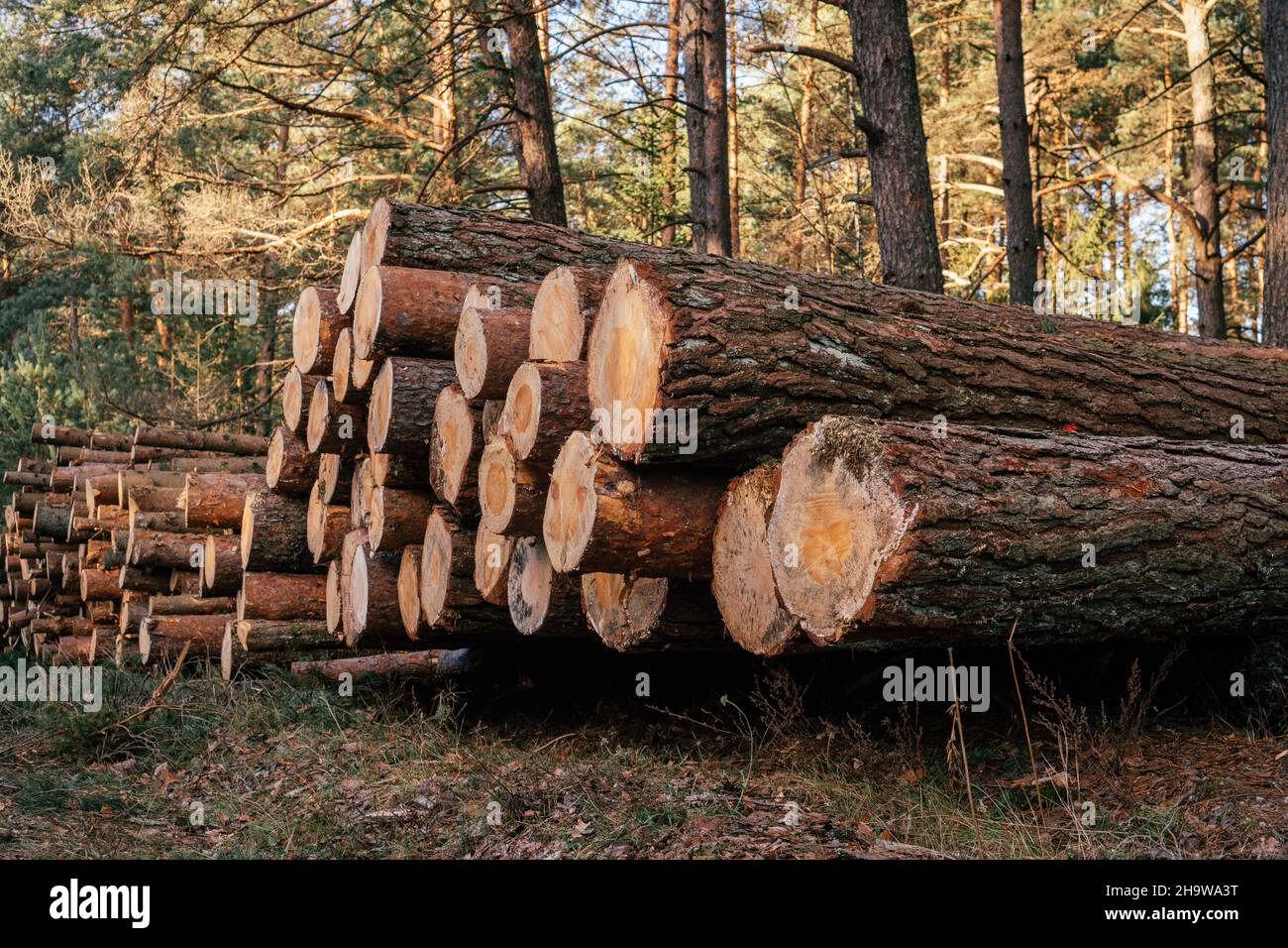 Sawed pine trees, stacked in stacks against background of forest ...