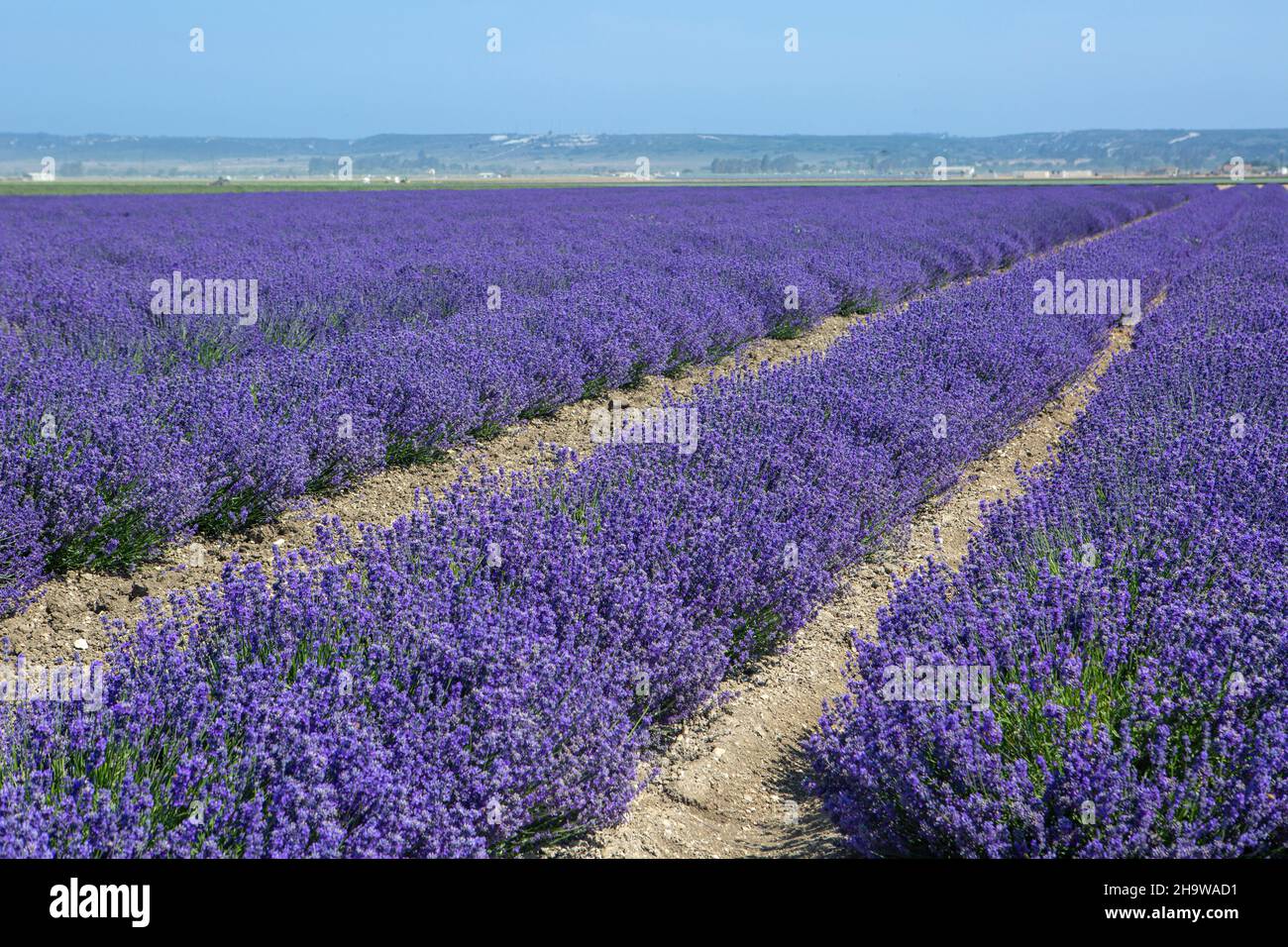 rows of lavender bloom in a commercial flower field, Lompoc, California ...
