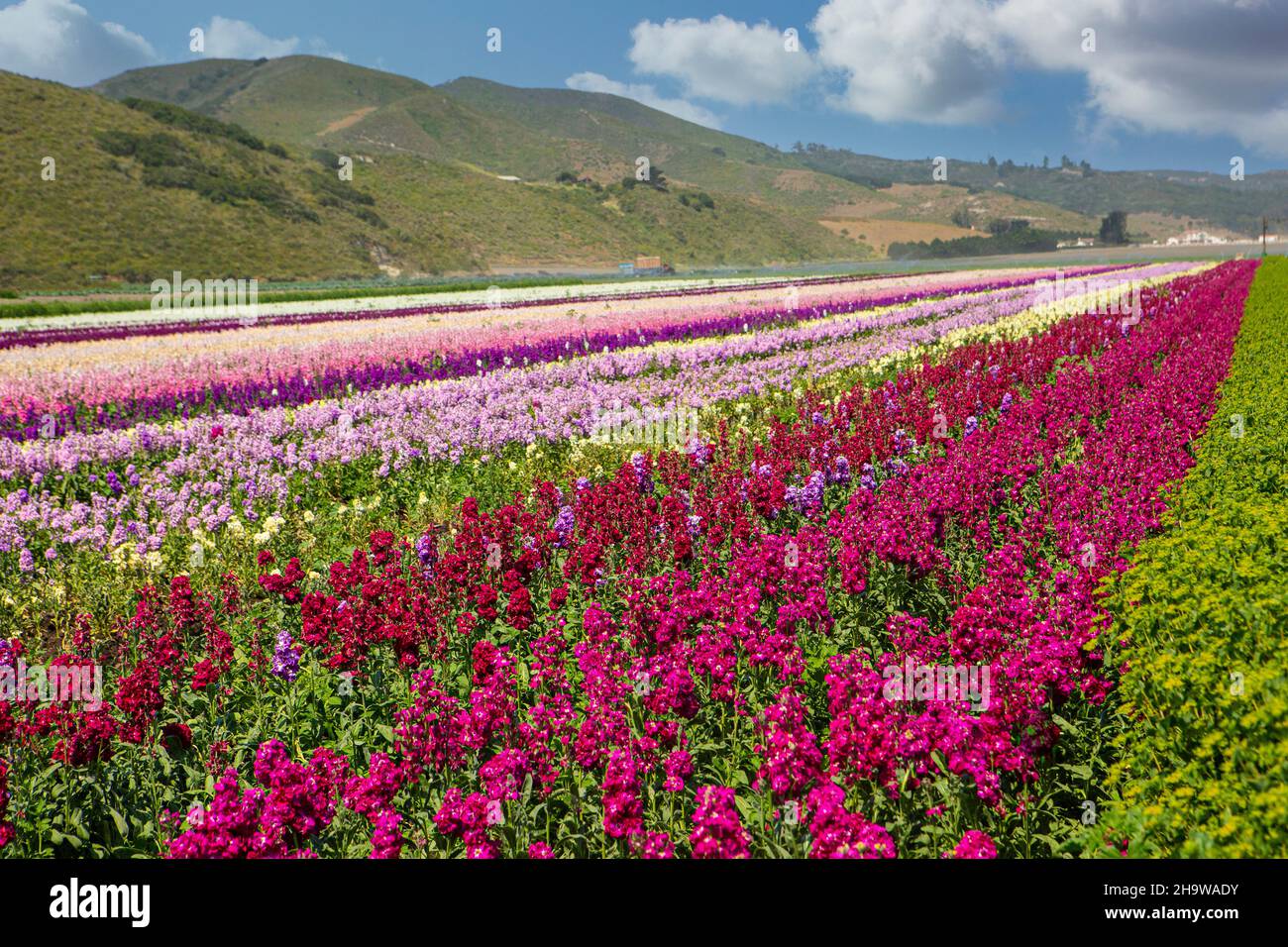 delphiniums bloom in a commercial flower field, Lompoc, California ...