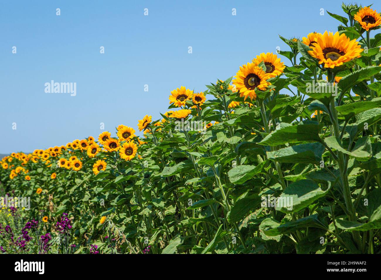 sunflowers bloom in a commercial flower field, Lompoc, California Stock ...