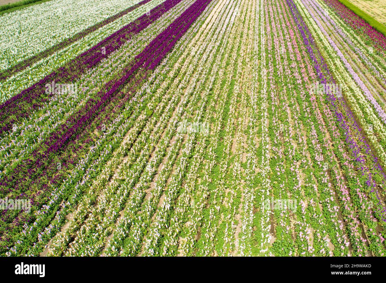 aerial view of dellphiniums bloom in a commercial flower field, Lompoc ...