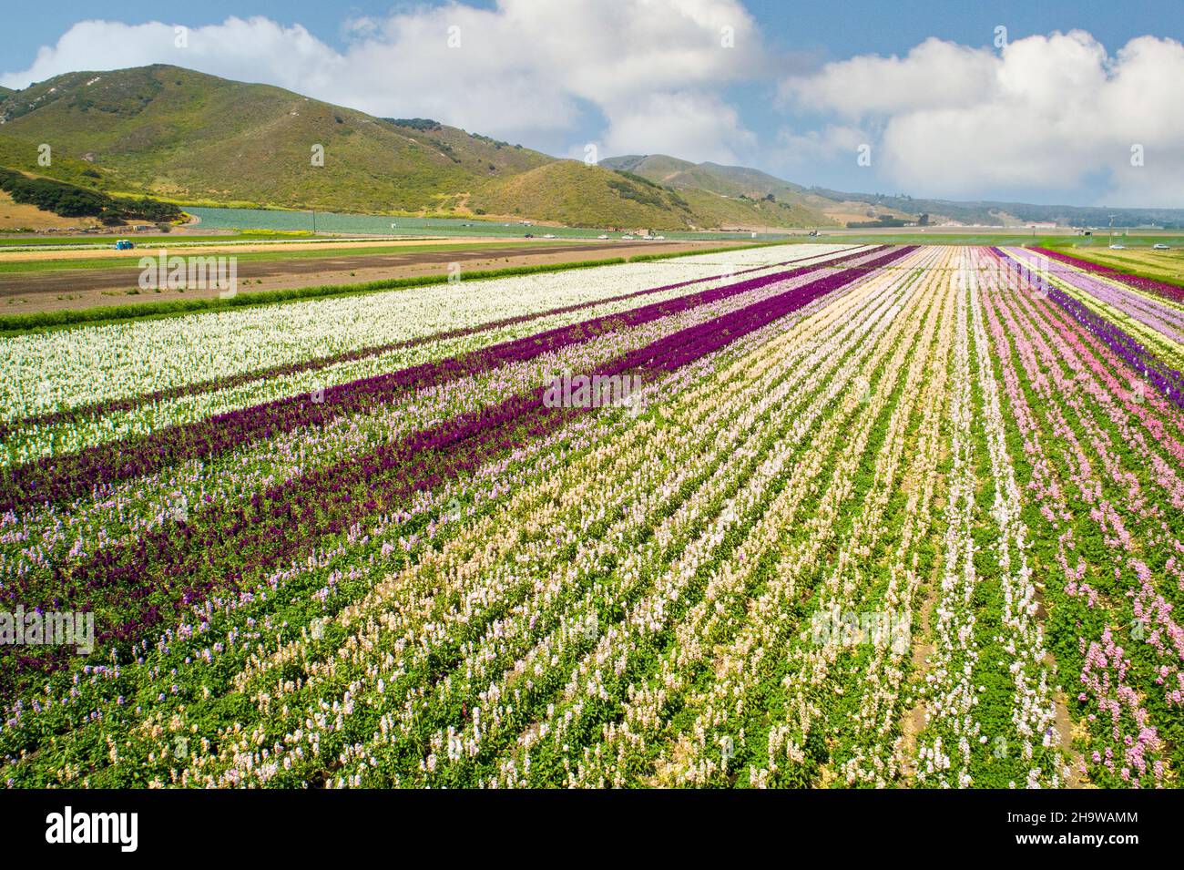 aerial view of dellphiniums bloom in a commercial flower field, Lompoc ...