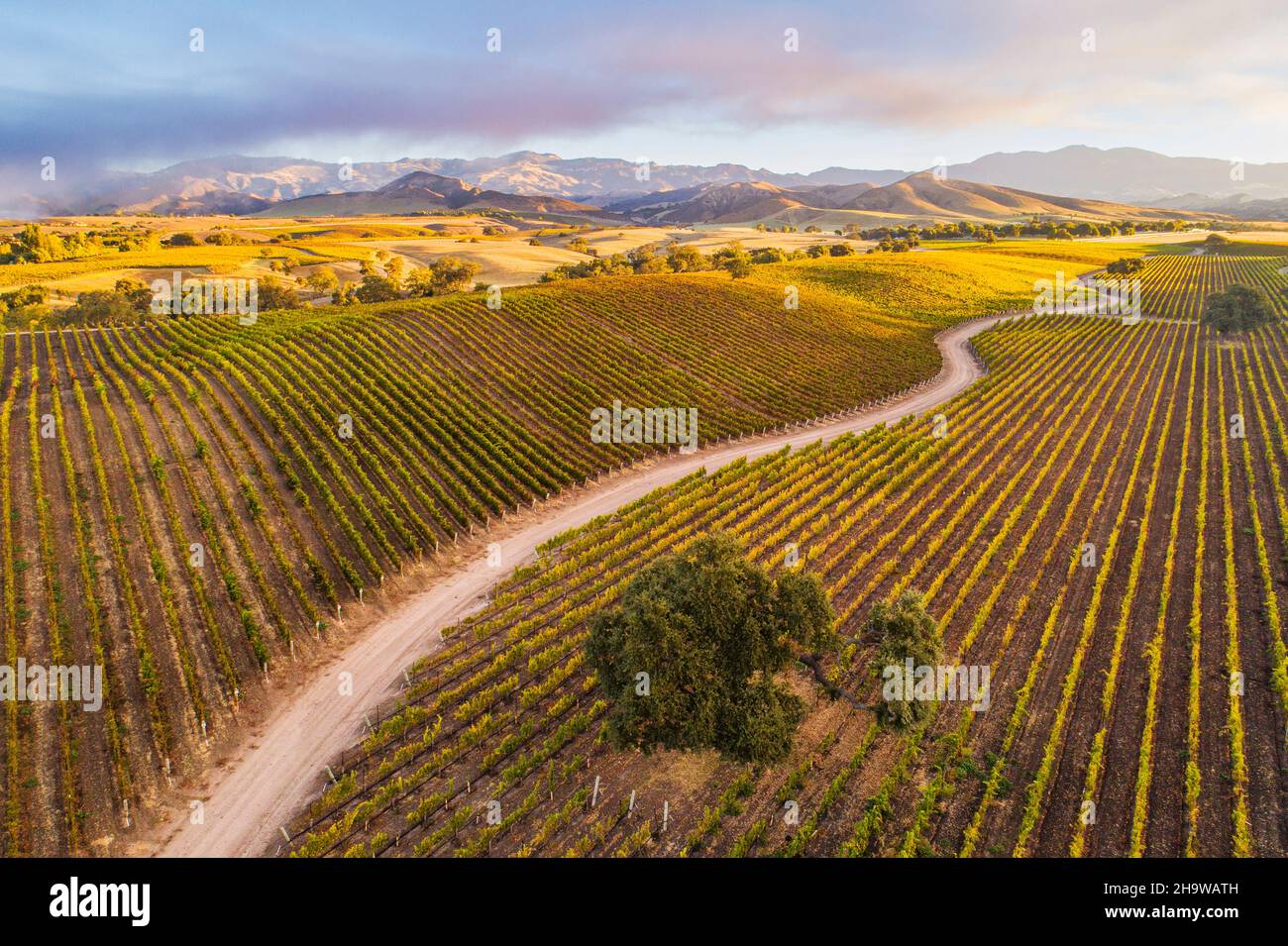 Happy canyon vineyard hi-res stock photography and images - Alamy