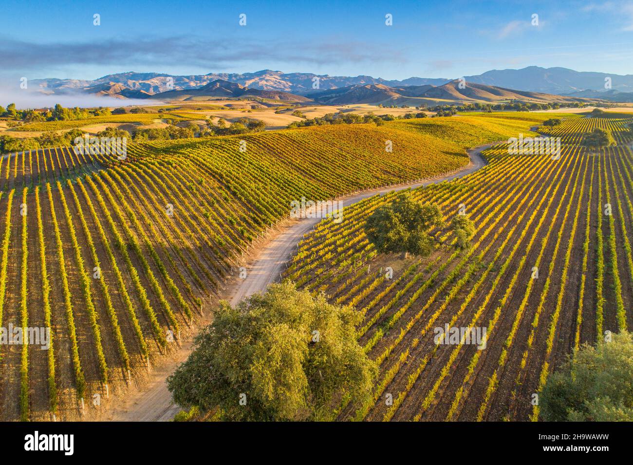 Happy canyon vineyard hi-res stock photography and images - Alamy