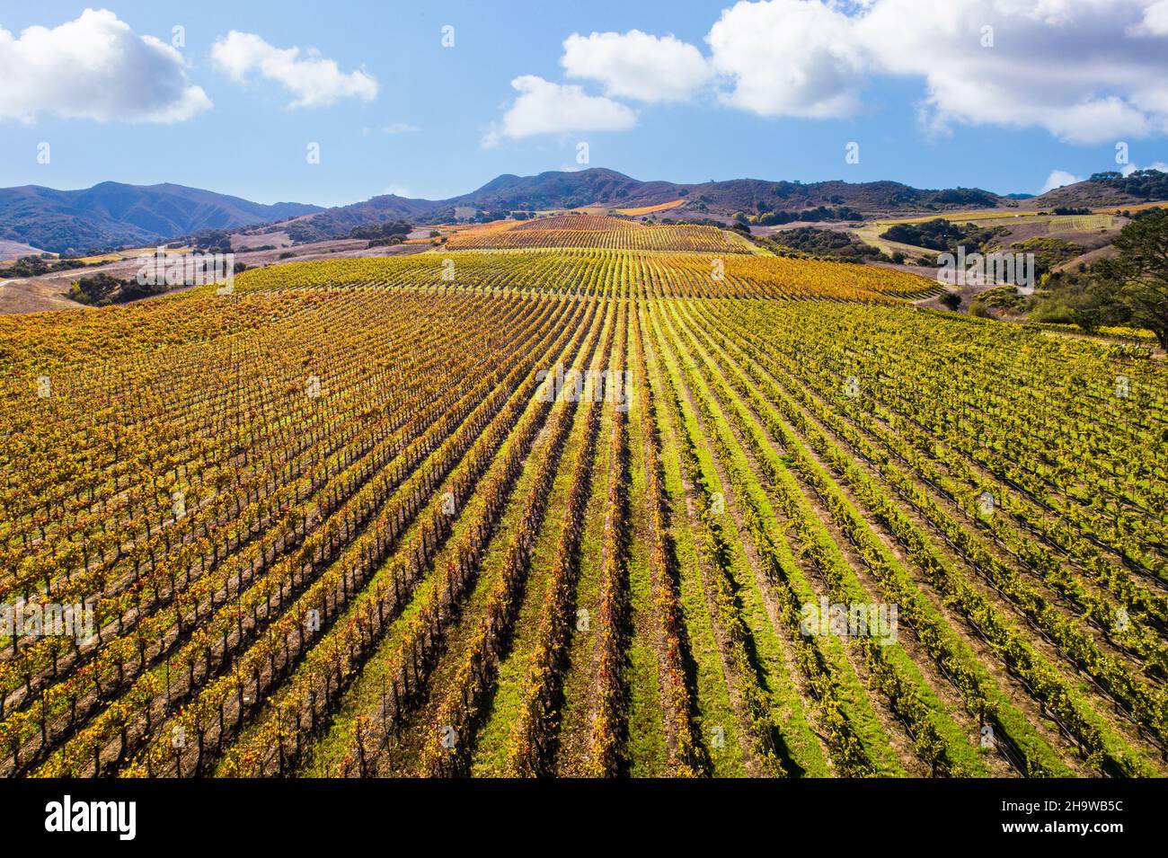 Aerial view of fall vineyard along Santa Rosa Road in the Santa Ynez ...