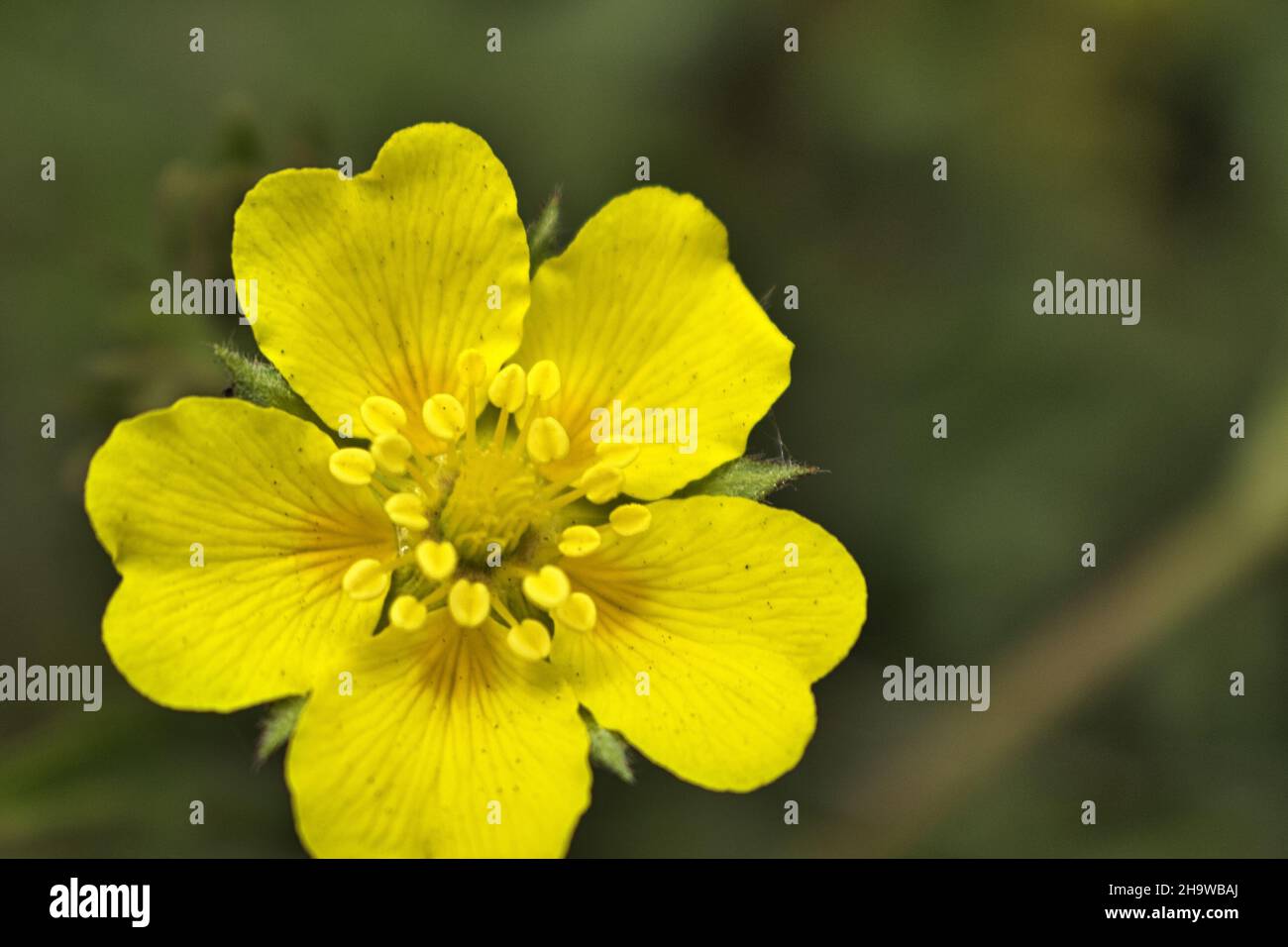 Potentilla flower hi-res stock photography and images - Alamy