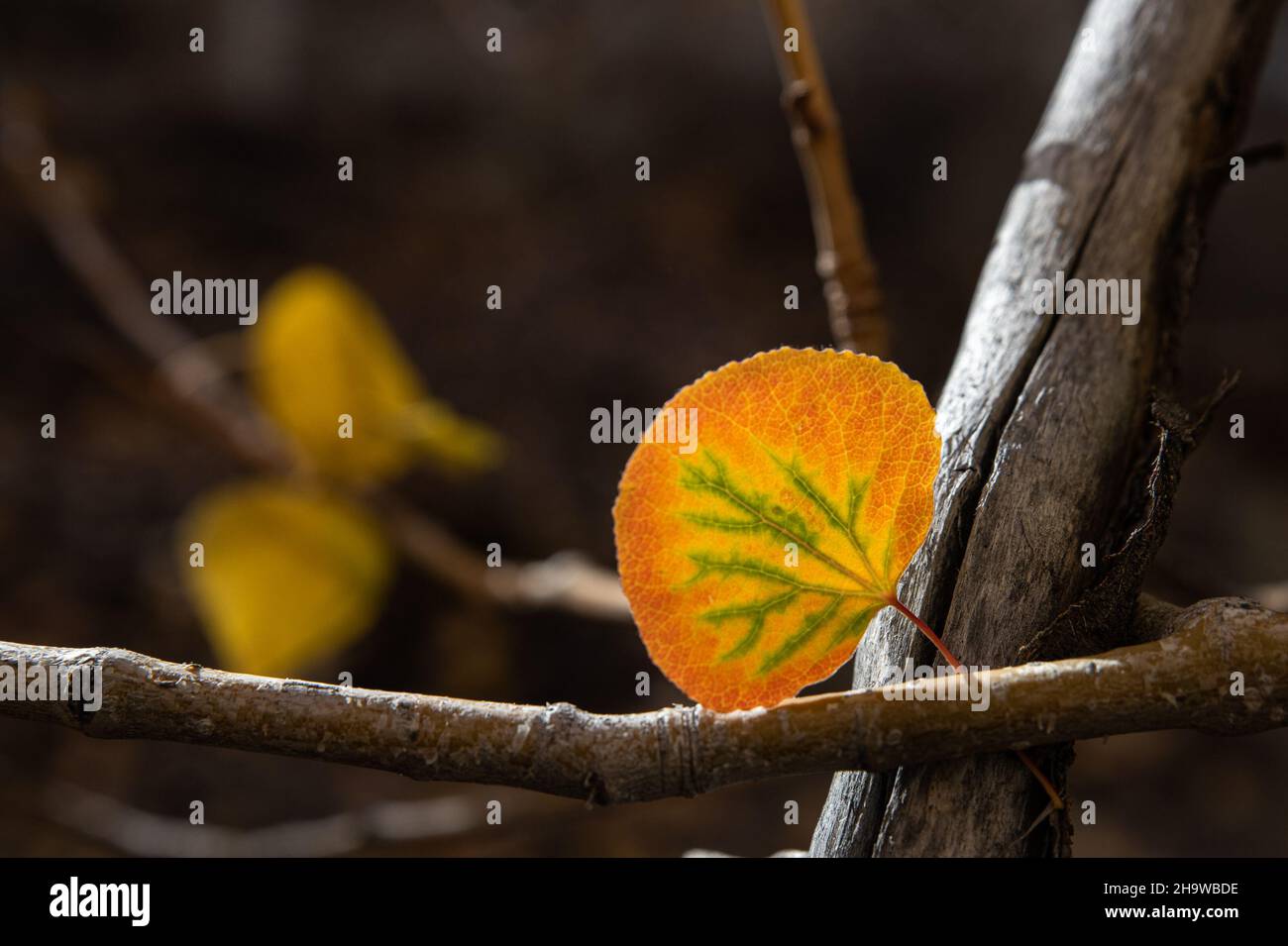 Rounded leaf hi-res stock photography and images - Alamy