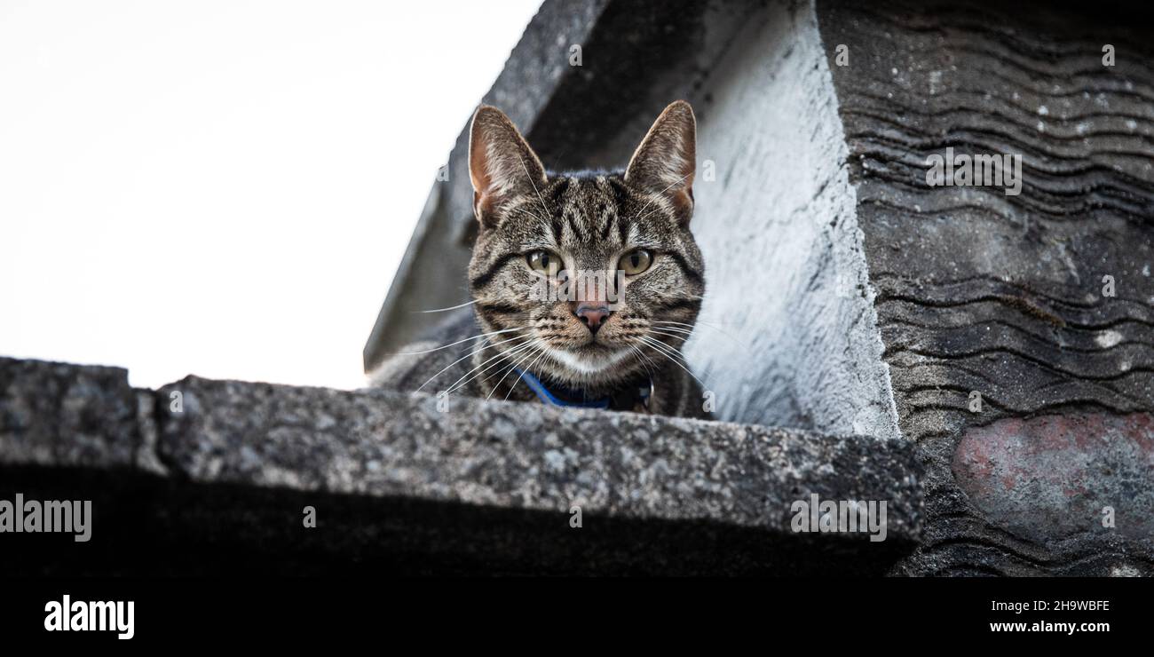 Low angle shot of a striped cat looking over a ledge Stock Photo - Alamy