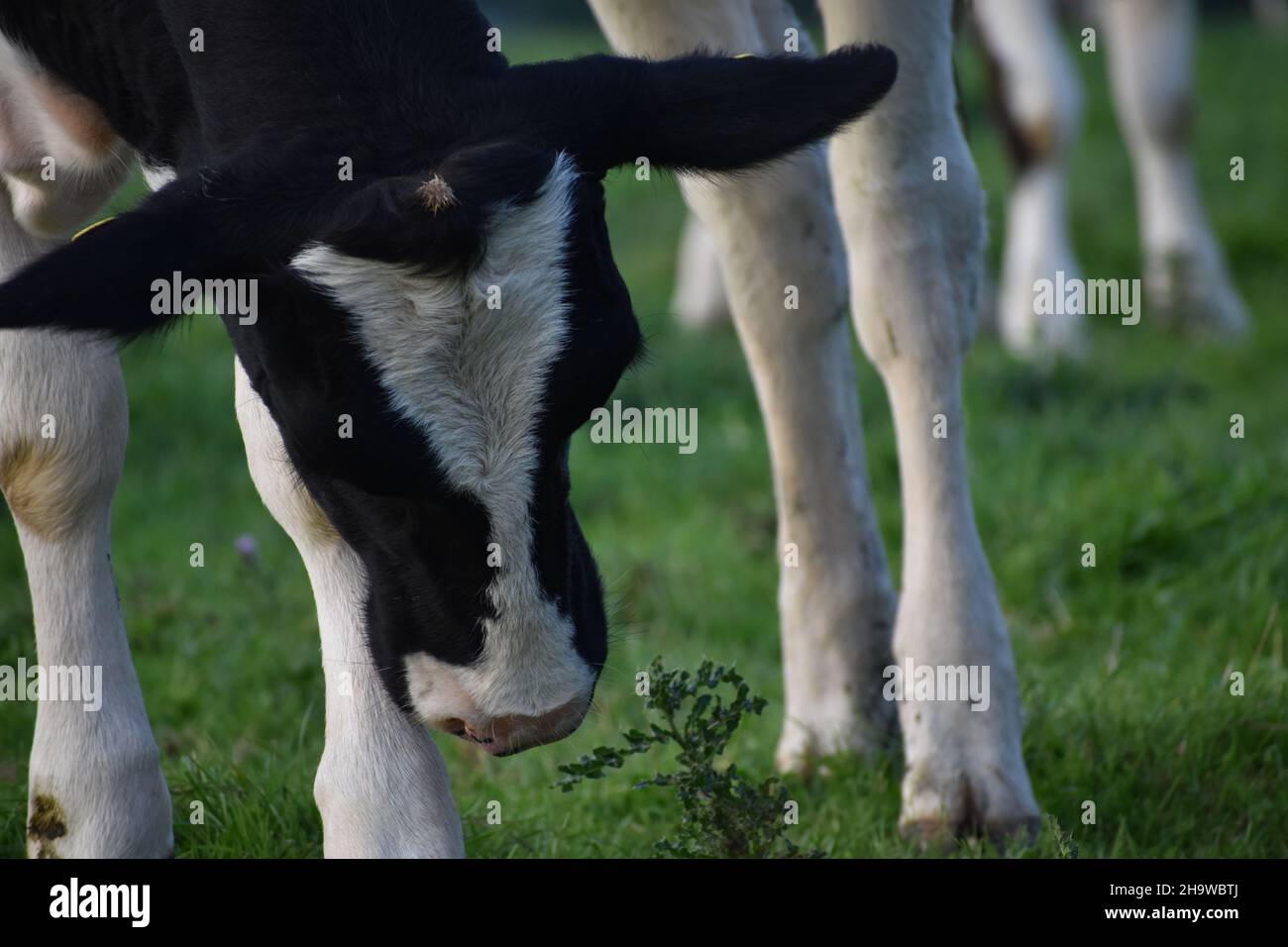 Friesian Heifer Head Shot Stock Photo - Alamy