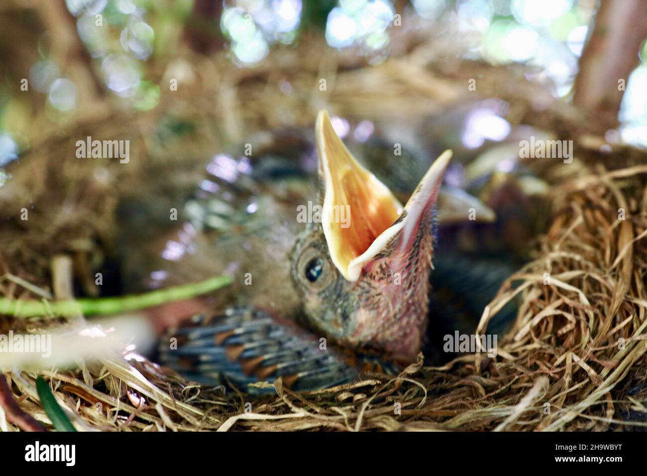 Chicken nest hatching hi-res stock photography and images - Alamy