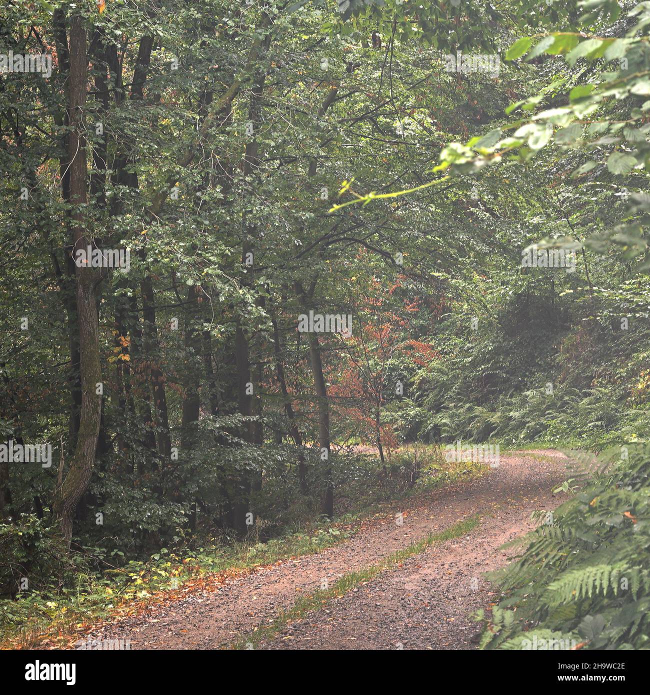 Forest path surrounded trees hi-res stock photography and images - Alamy