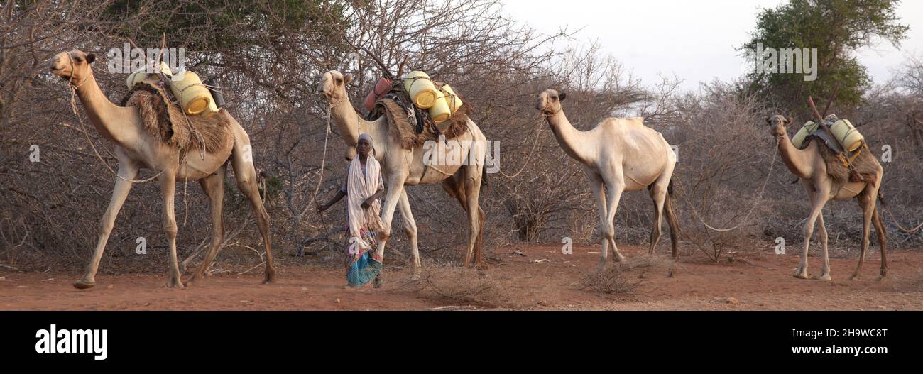 Camel caravan carrying goods is Ethiopia Stock Photo - Alamy