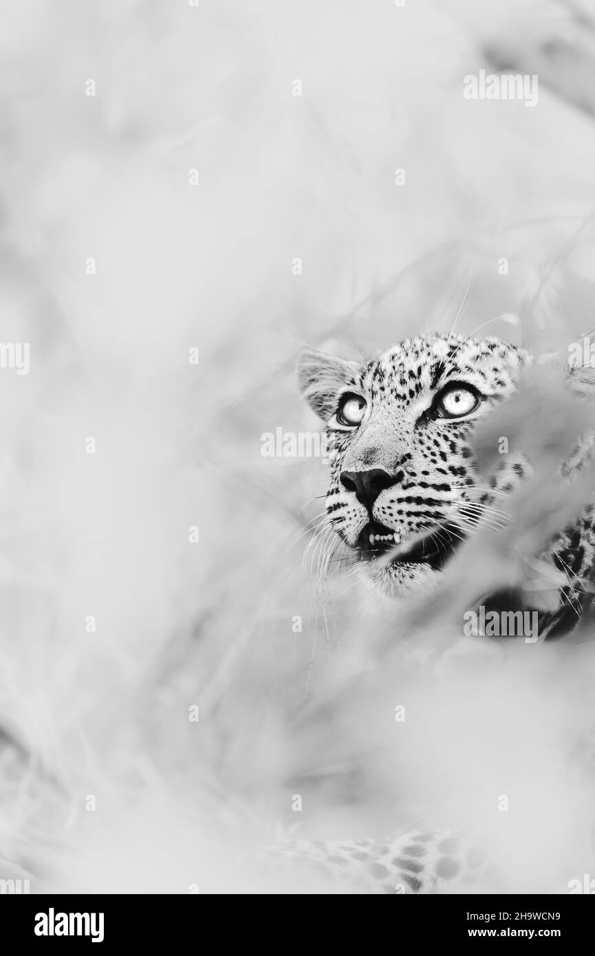 Vertical grayscale shot of a leopard looking through a bush Stock Photo ...