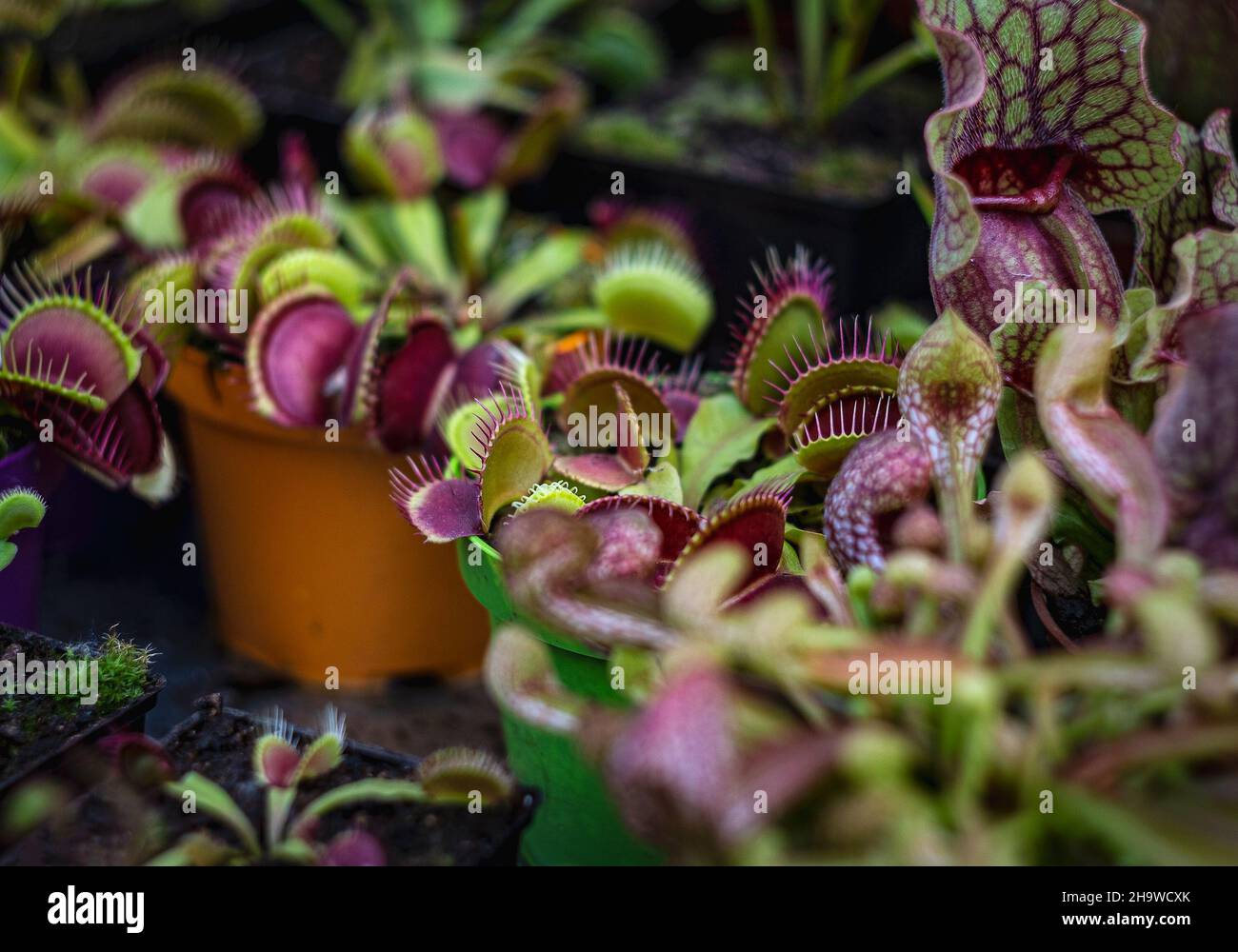 Dionaea muscipula. Household indoor predatory flowers flycatcher in ...