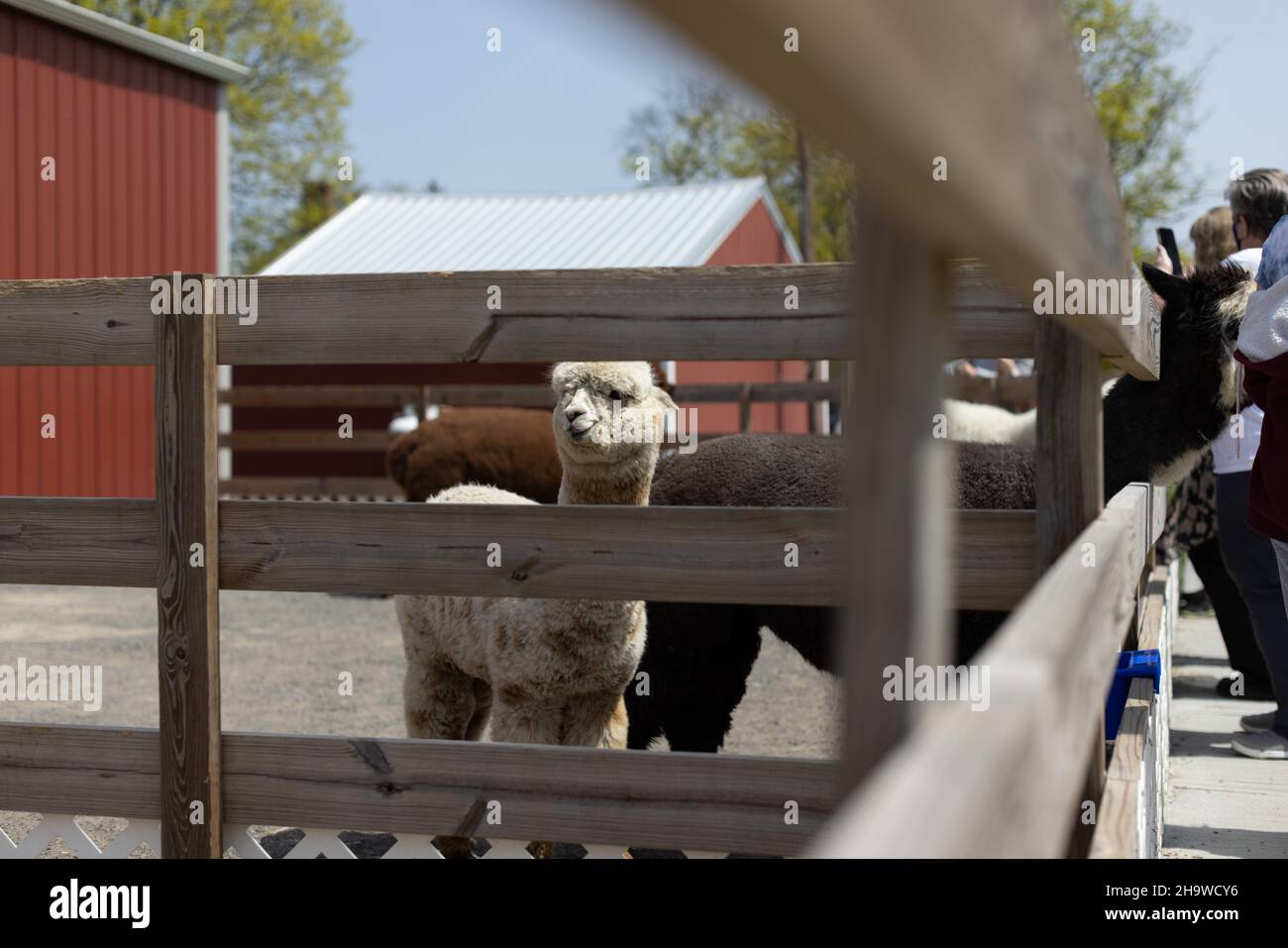 Group of alpacas behind a fence on a farm Stock Photo - Alamy