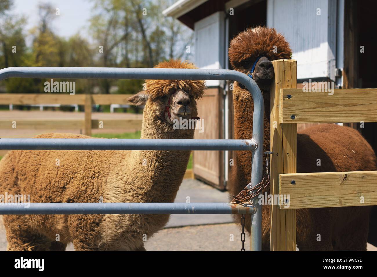 Llama behind fence hi-res stock photography and images - Alamy