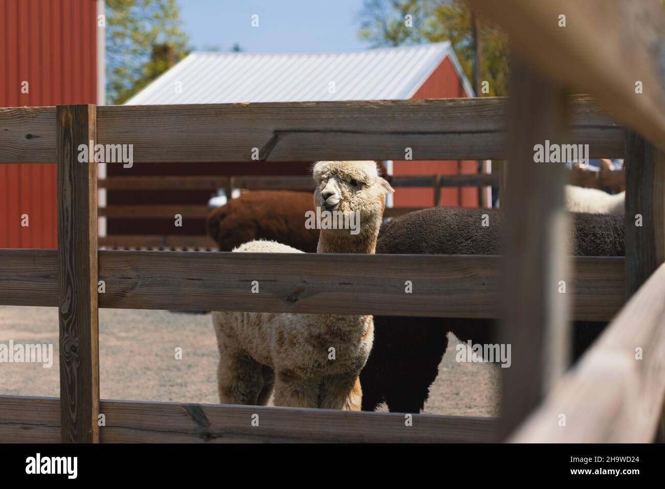 Group of alpacas behind a fence on a farm Stock Photo - Alamy