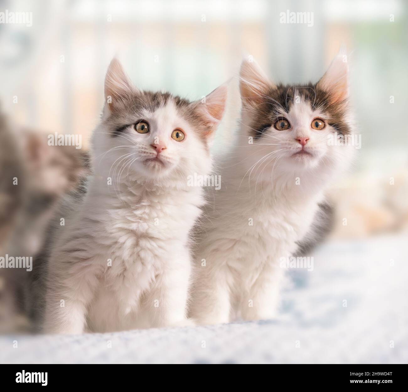 Nine week old Maine Coon Cat kitten siblings, 9 weeks old Stock Photo ...
