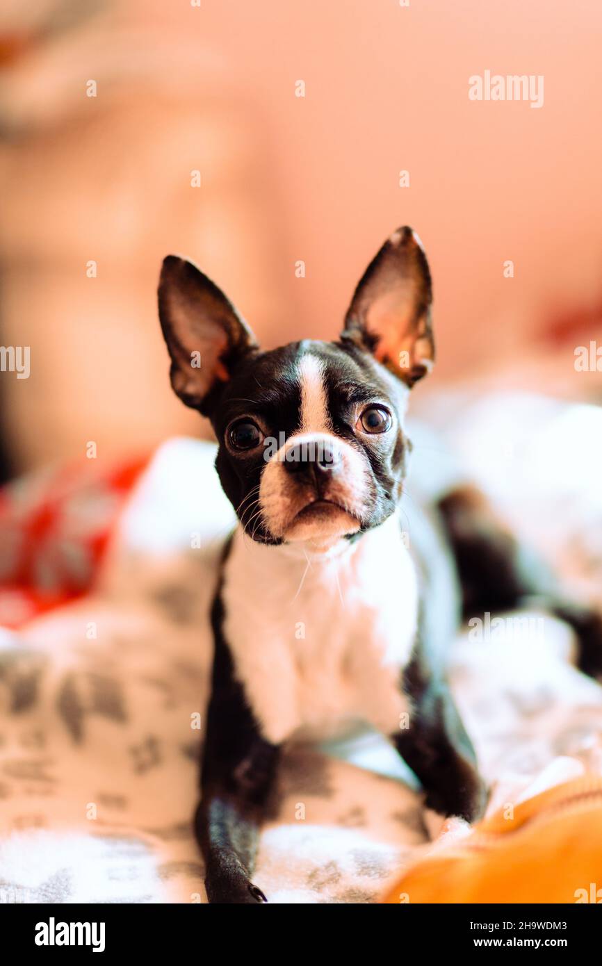 Vertical closeup shot of a cute small Boston Terrier dog with big eyes ...