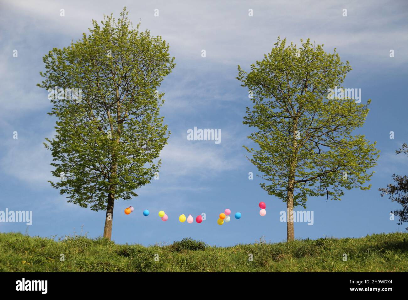 Streamer with hanging balloons connected to two trees Stock Photo - Alamy