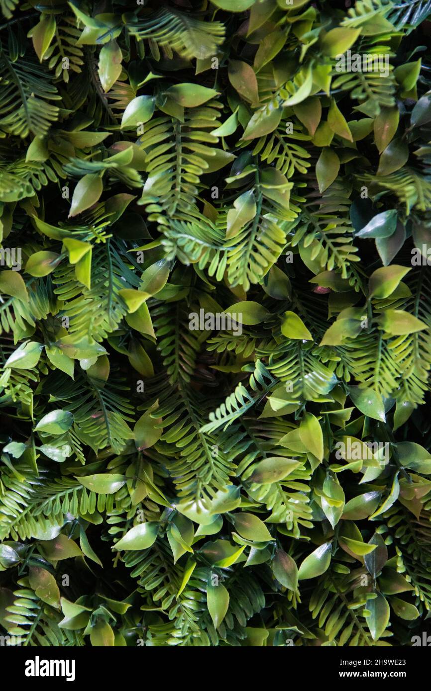 Vertical wallpaper of fresh tropical green leaves of a plant Stock ...