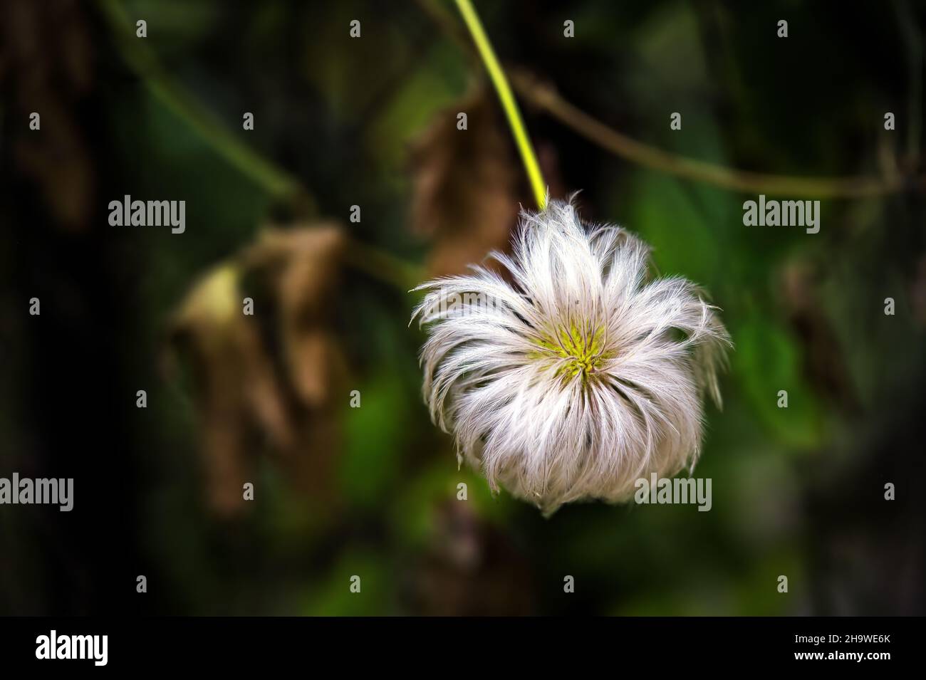 Fluffy white seed head of a clematis in England Stock Photo - Alamy