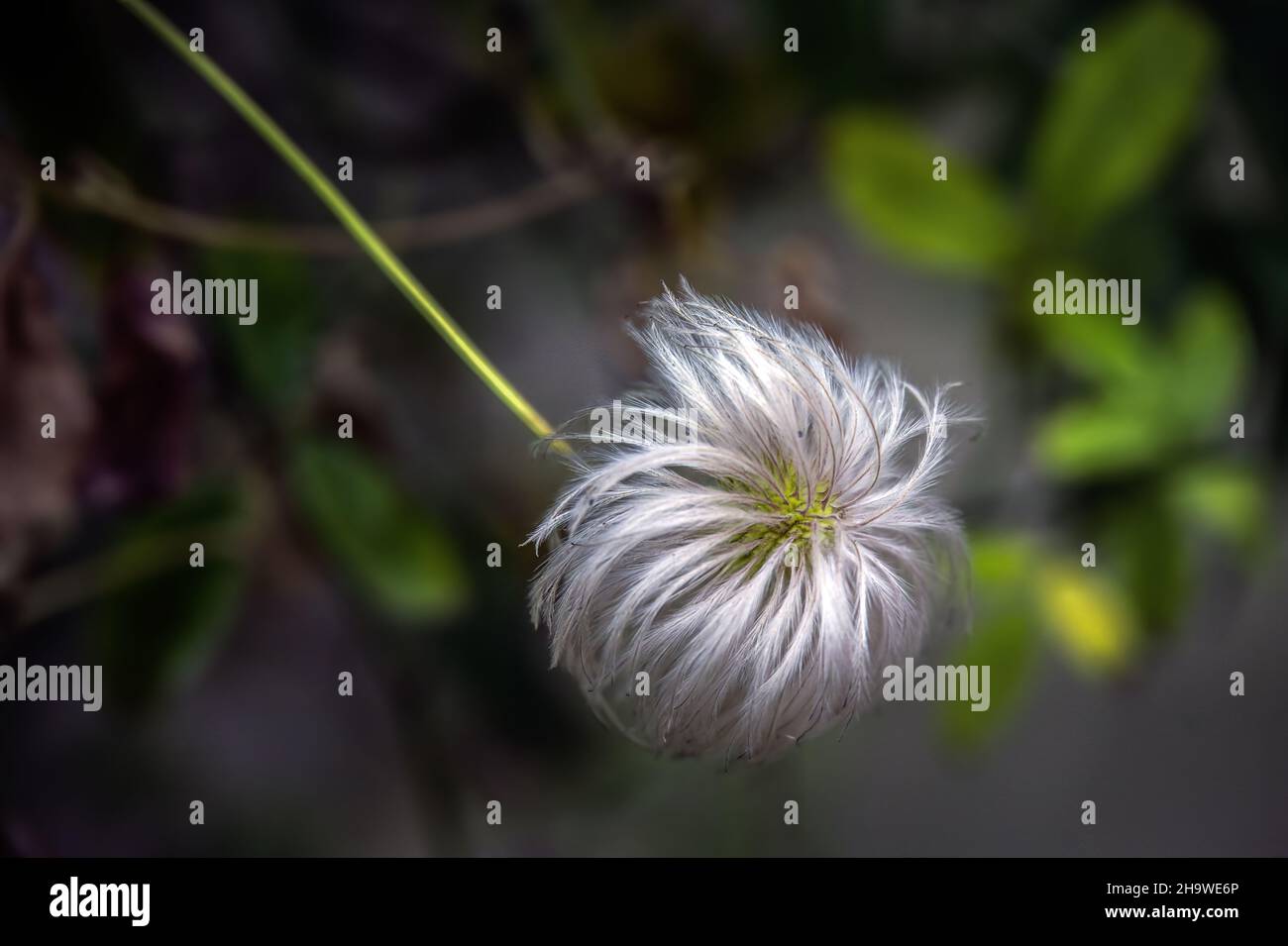 Fluffy white seed head of a clematis in England Stock Photo - Alamy