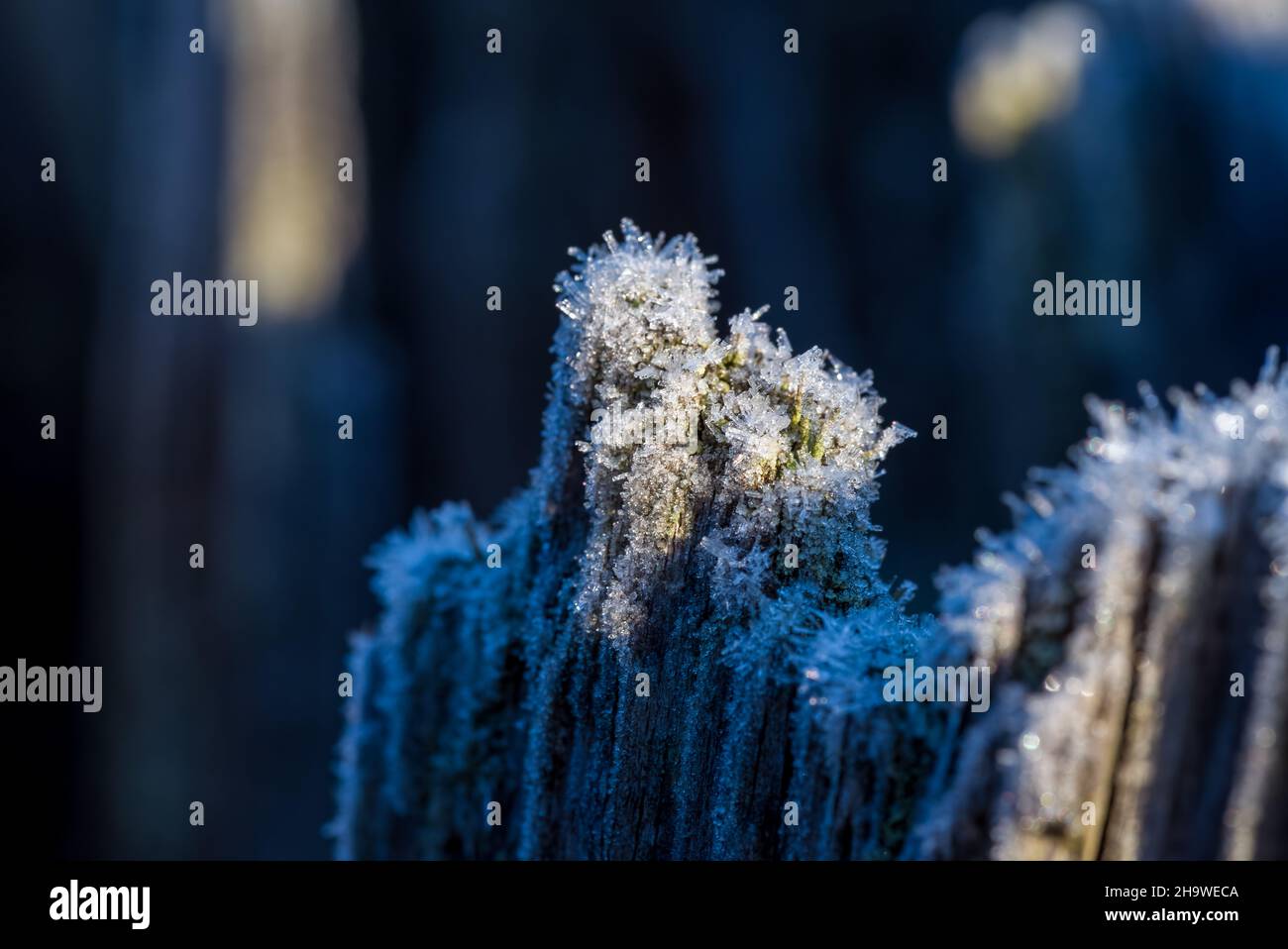 Frozen lichen hi-res stock photography and images - Alamy