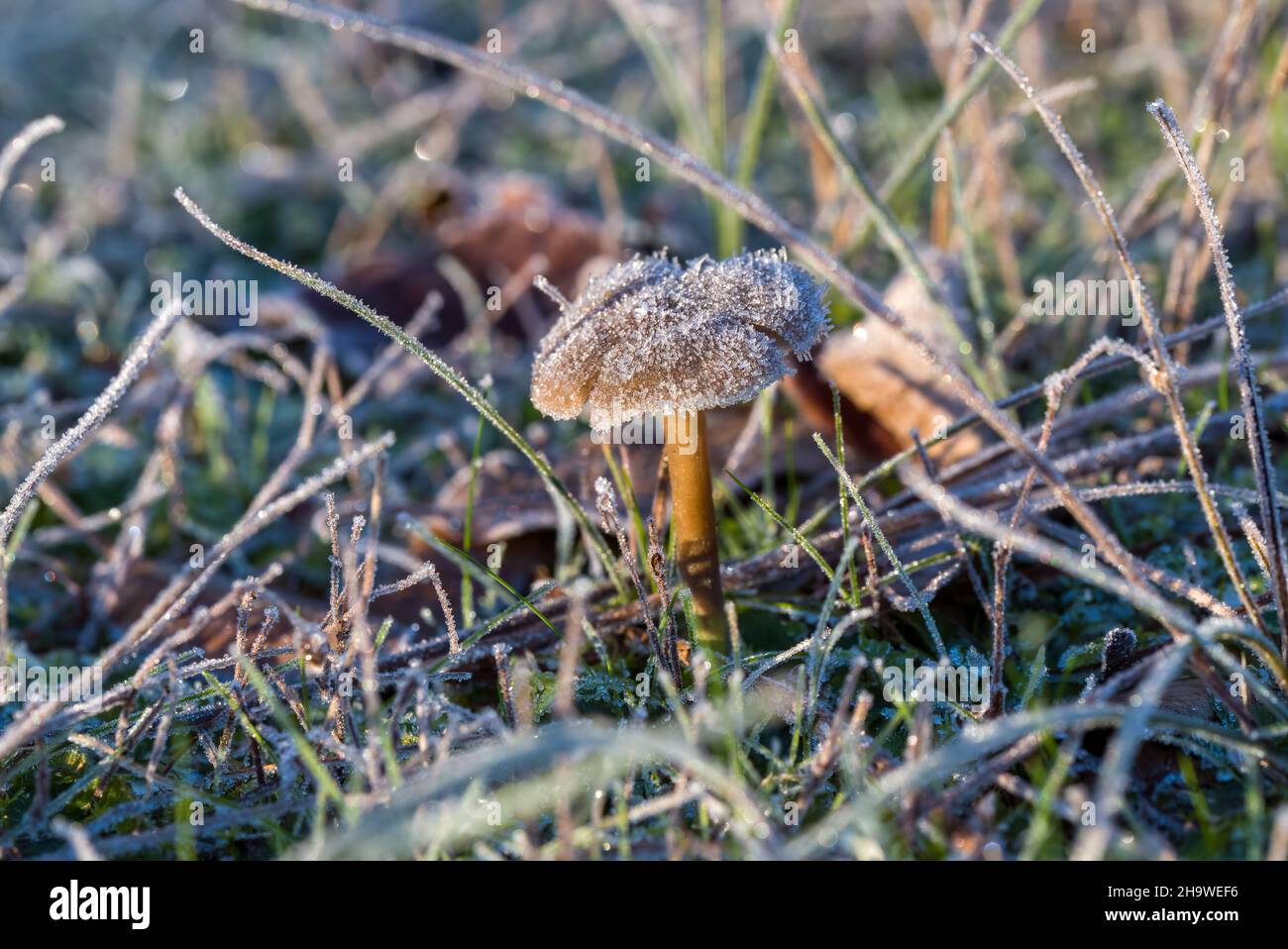 Small mushroom covered with ice Stock Photo - Alamy