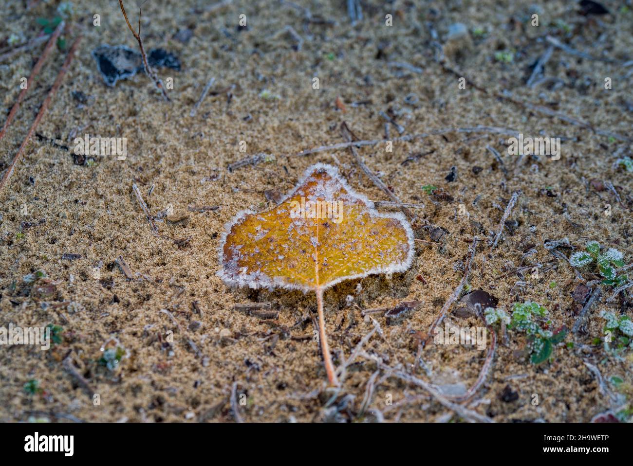 Frozen winter leaf Stock Photo - Alamy