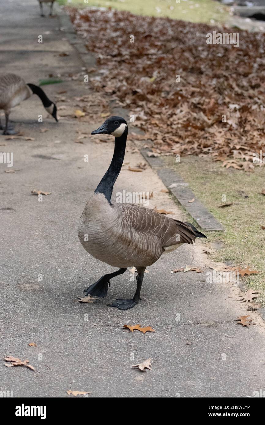 Canadian Goose with one leg lifted Stock Photo - Alamy