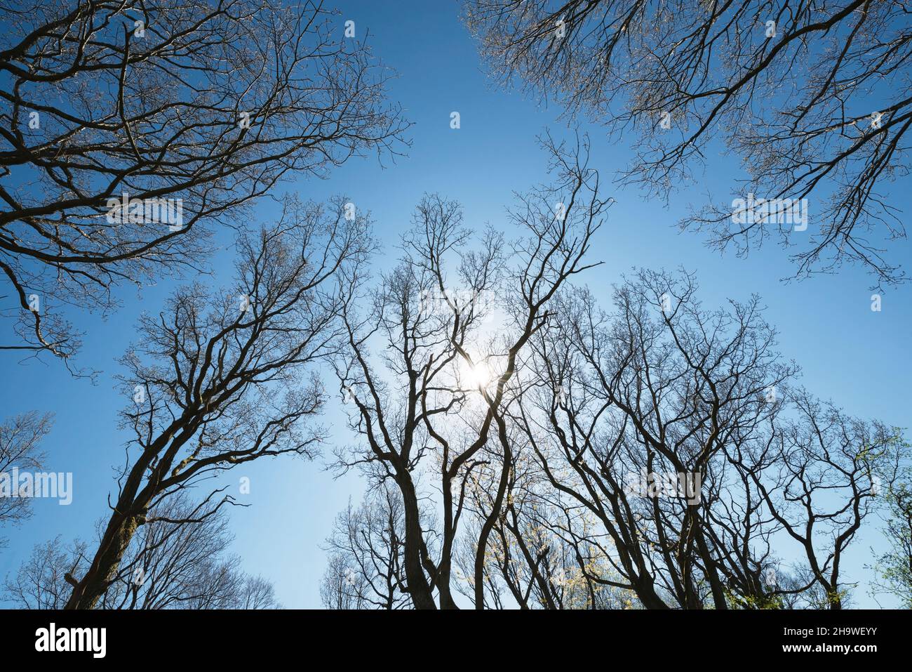 Trees in early Spring Stock Photo - Alamy
