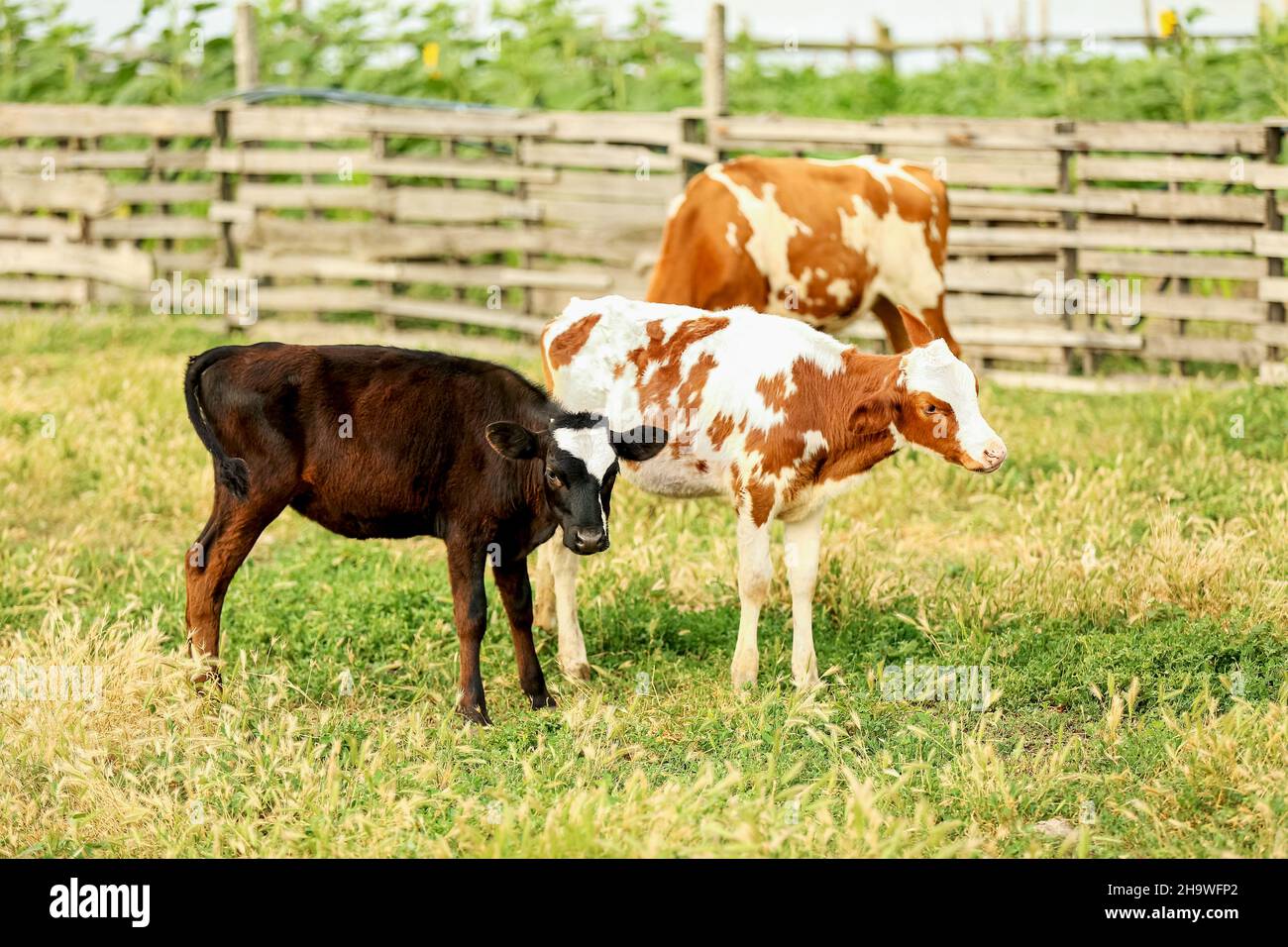 Funny calves grazing on green pasture Stock Photo - Alamy