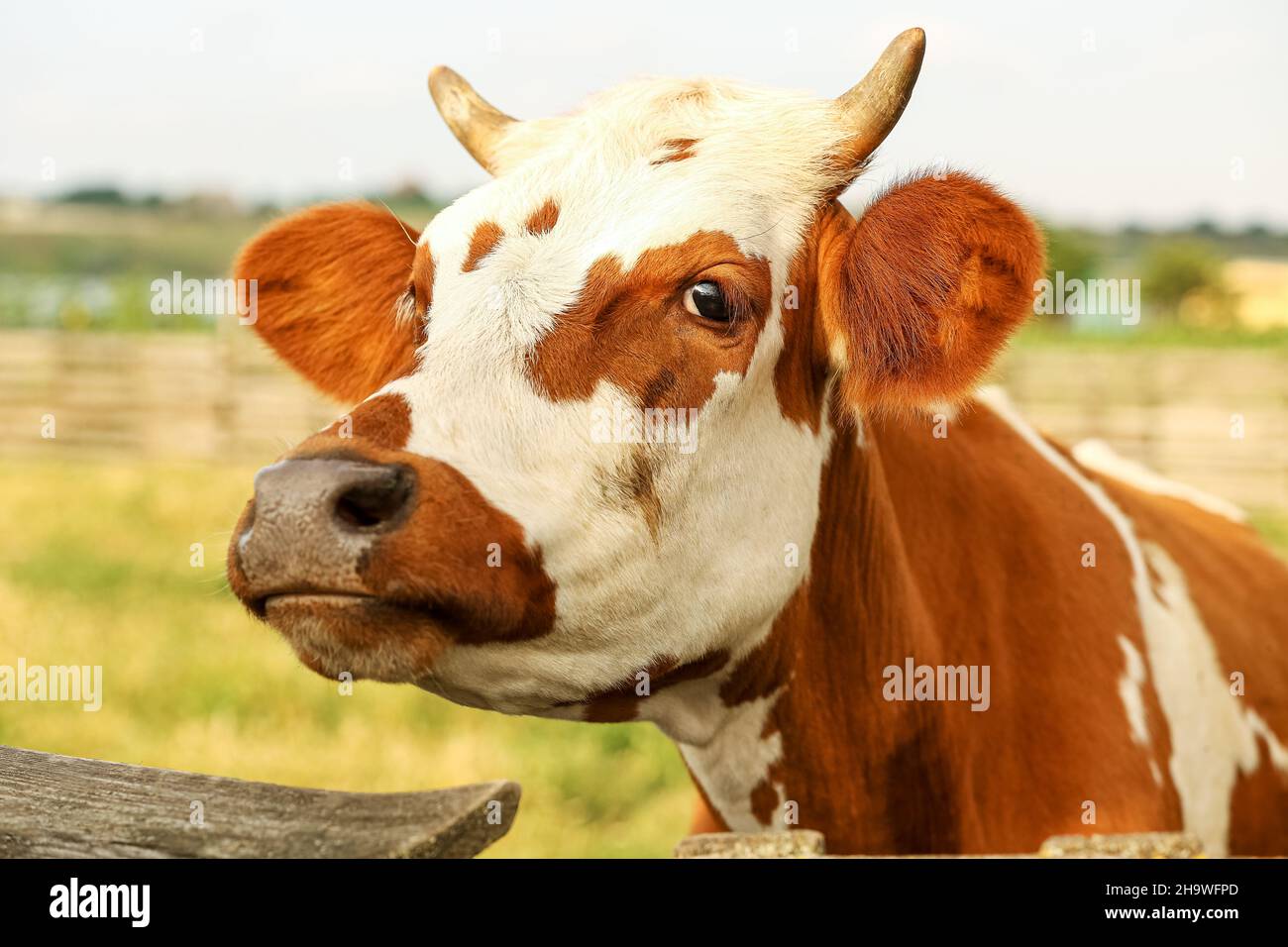 Funny cow on farmyard, closeup Stock Photo - Alamy