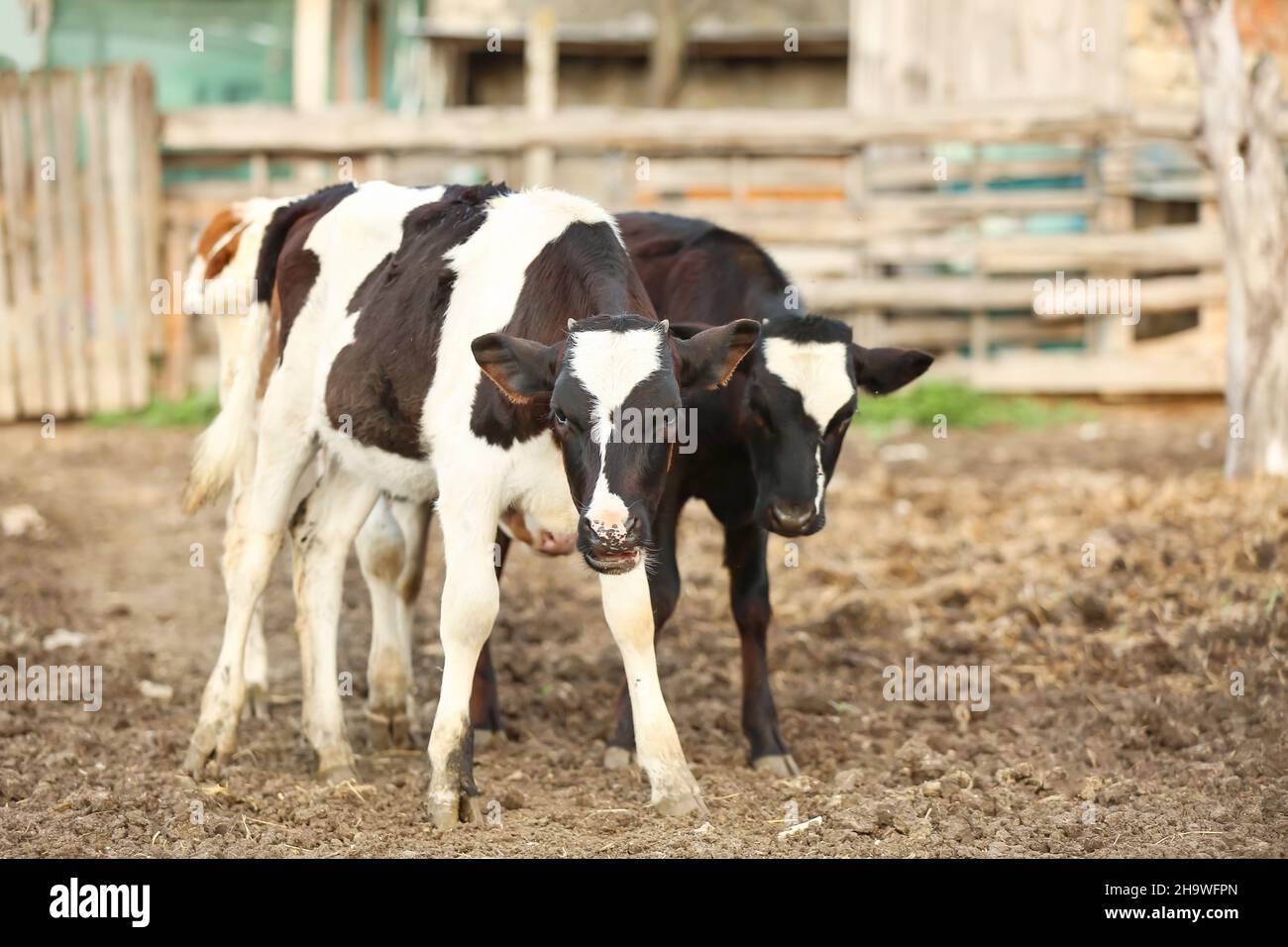 Funny calves hi-res stock photography and images - Alamy