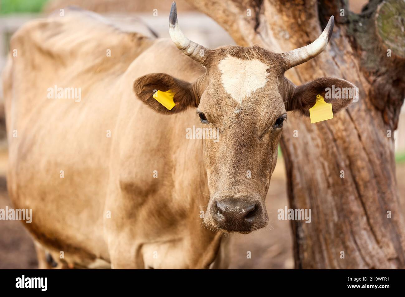 Cute cow on farmyard, closeup Stock Photo - Alamy