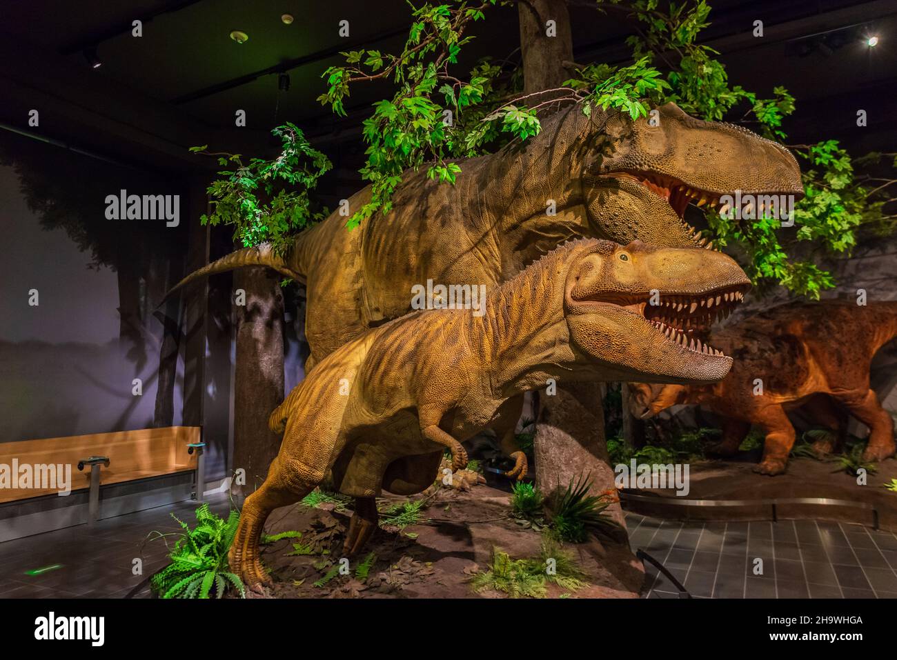 Canadian Museum Of Nature Dinosaurs