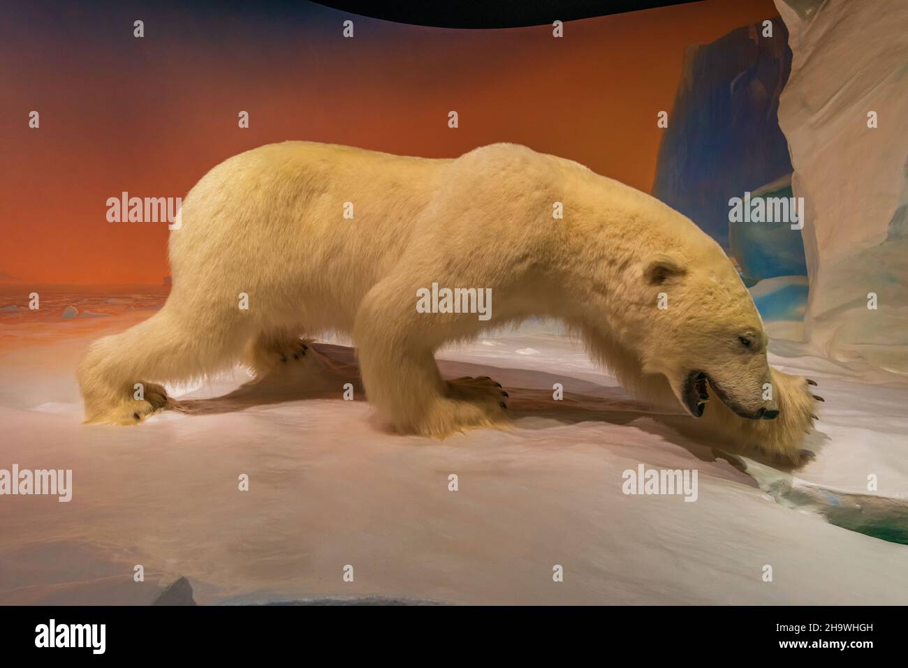 Huge bear hi-res stock photography and images - Alamy