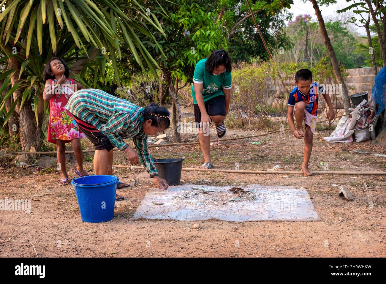 Red ants and ant eggs thailand hi-res stock photography and images - Alamy